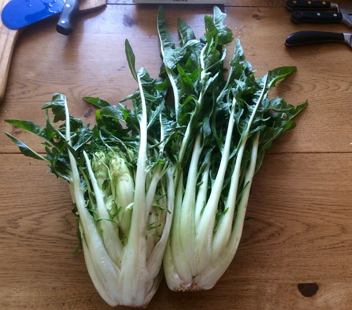 Puntarelle in insalata (Puntarelle salad from Rome) – Italian home cooking